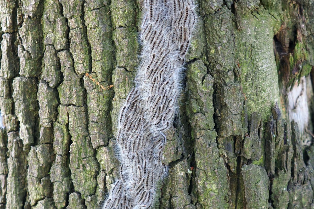 Chenille processionnaire du chêne : Identification, Risques et ...