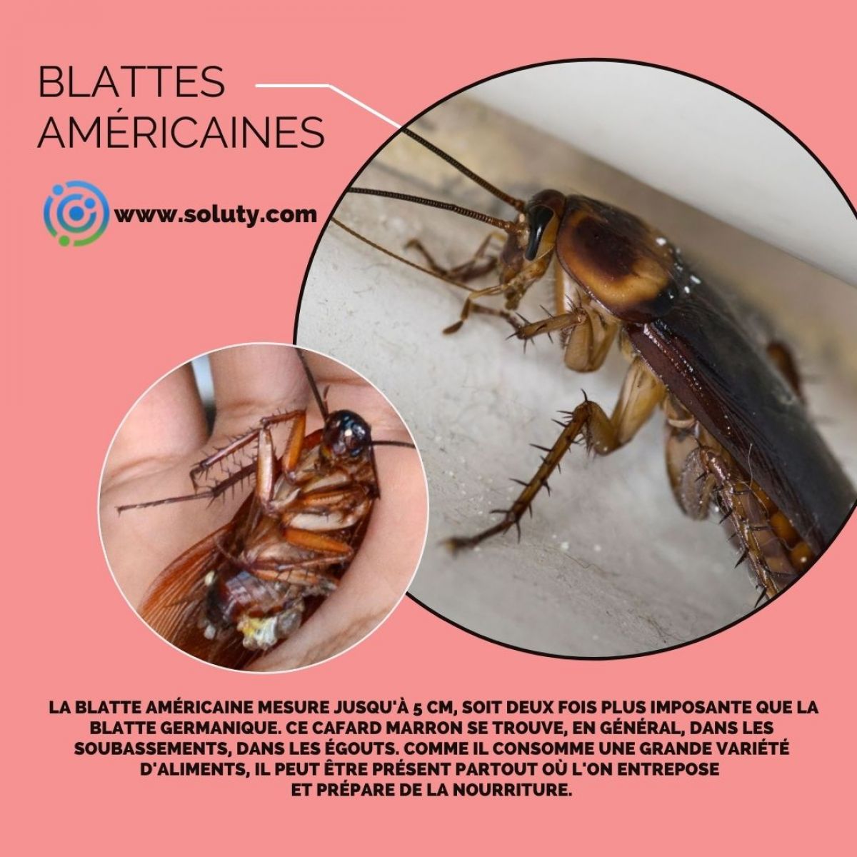 Tout savoir sur la blatte américaine "Periplaneta americana" - SOLUTY