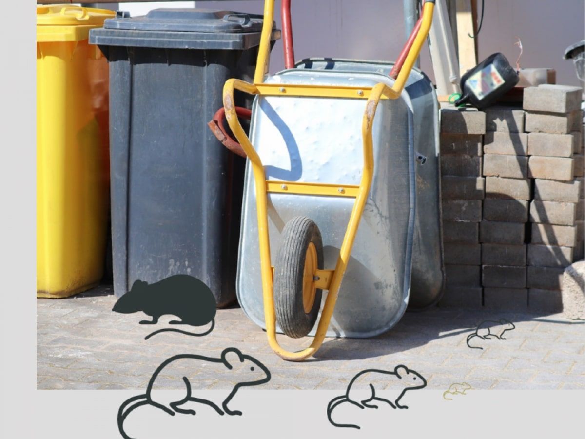 Comment prévenir & éviter une infestation de rats & de souris ? - SOLUTY