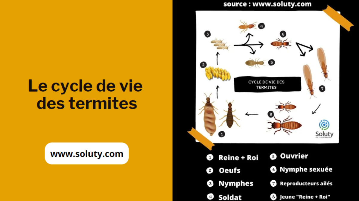 Découvrez les étapes du cycle de vie des termites - SOLUTY