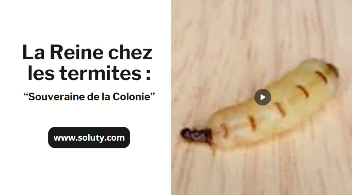 La Reine des Termites : Rôle et Importance dans la Colonie - SOLUTY