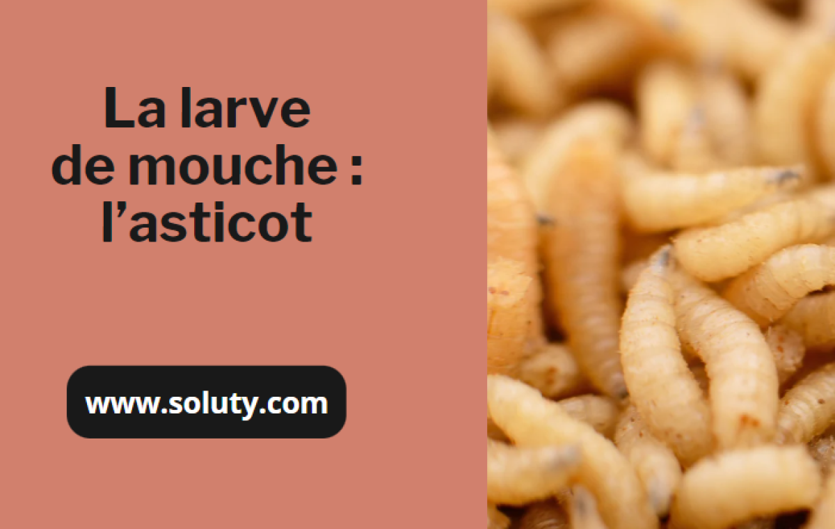 En savoir plus sur le stade larvaire de la mouche et l'asticot - SOLUTY