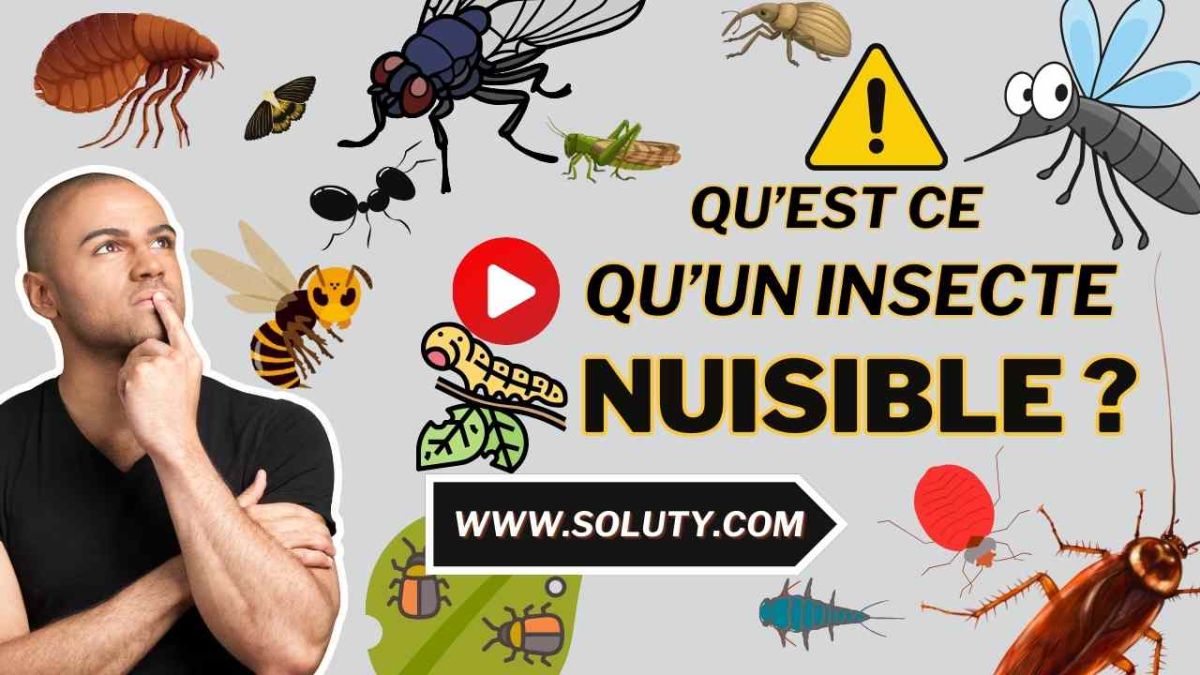 En savoir plus sur les insectes nuisibles et leurs effets - SOLUTY
