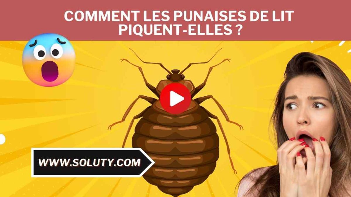 Découvrez comment les punaises de lit piquent et se nourrissent - SOLUTY