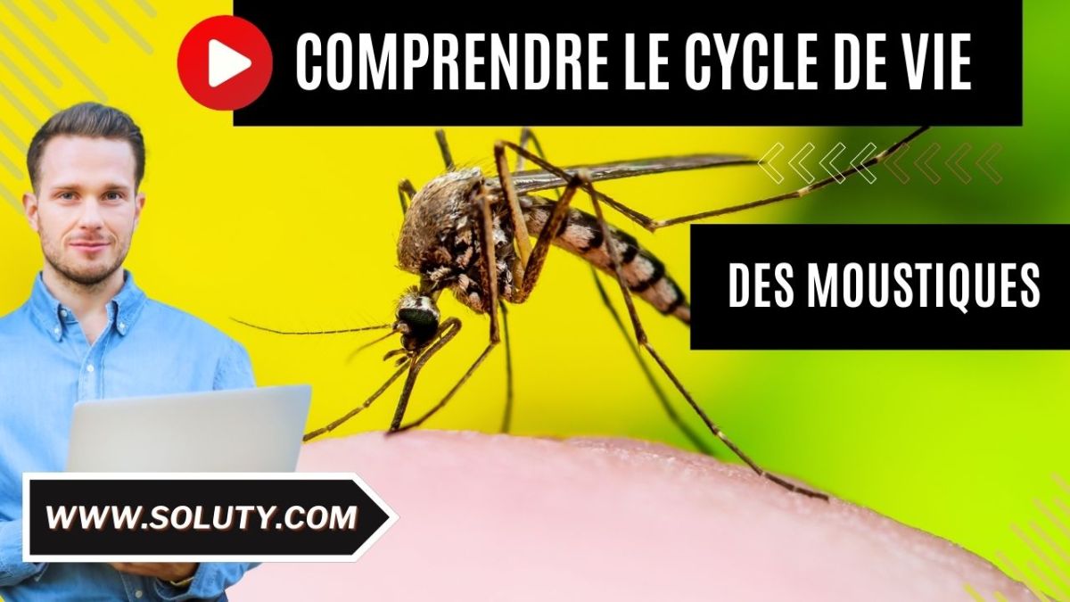 Le Cycle de Vie d’un Moustique : Étapes et Transformations - SOLUTY
