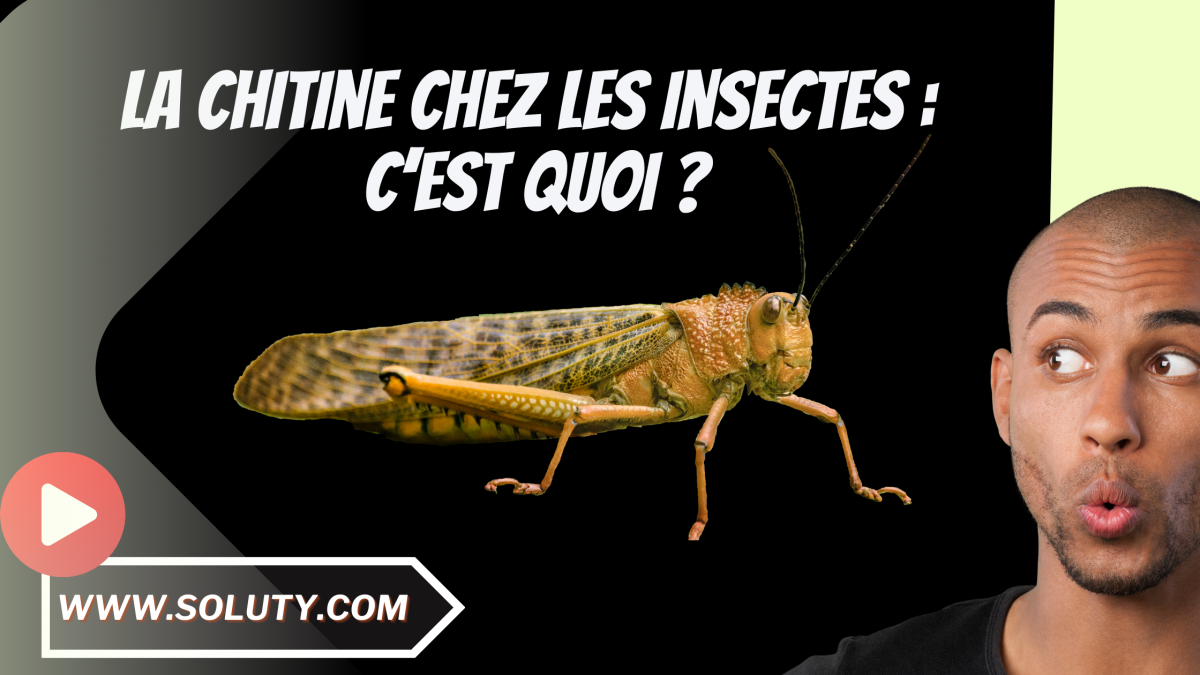 Découvrir le rôle de la chitine chez les insectes - SOLUTY