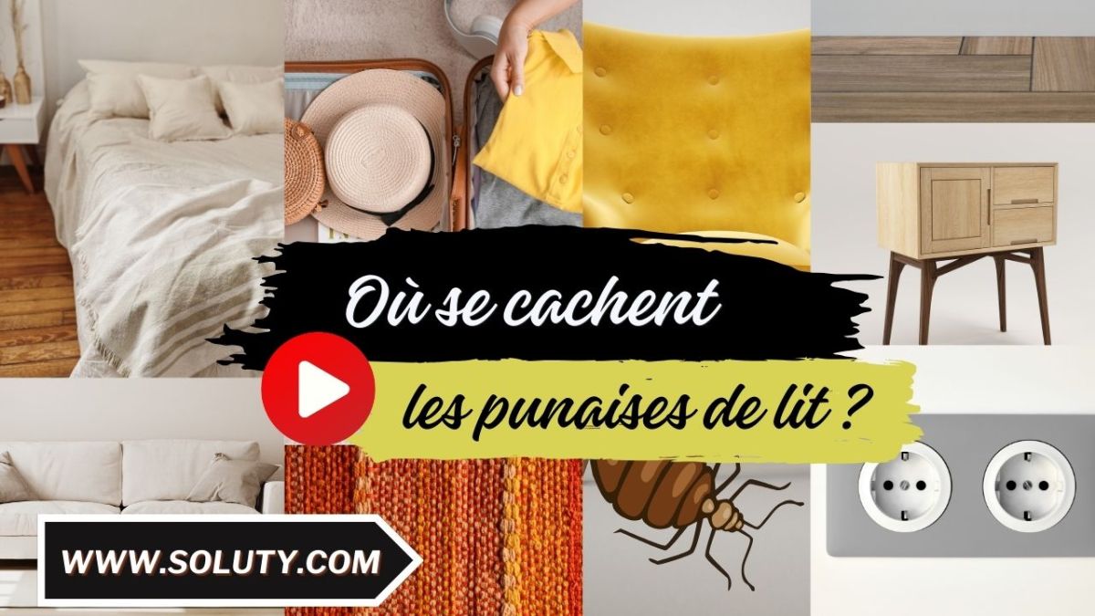 Les Punaises de Lit : Découvrez tous leurs refuges - SOLUTY