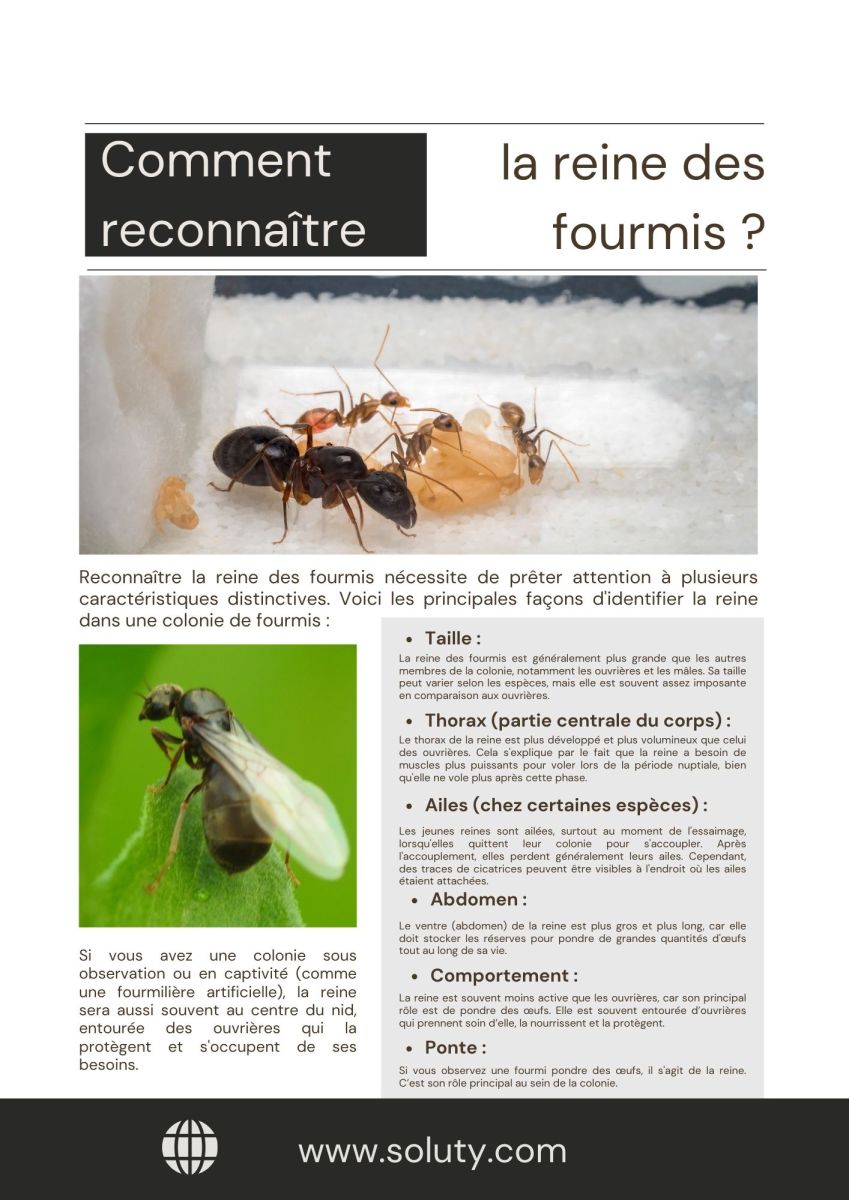 Comment Reconna tre La Reine Des Fourmis SOLUTY Comment Reconna tre La Reine Des Fourmis SOLUTY