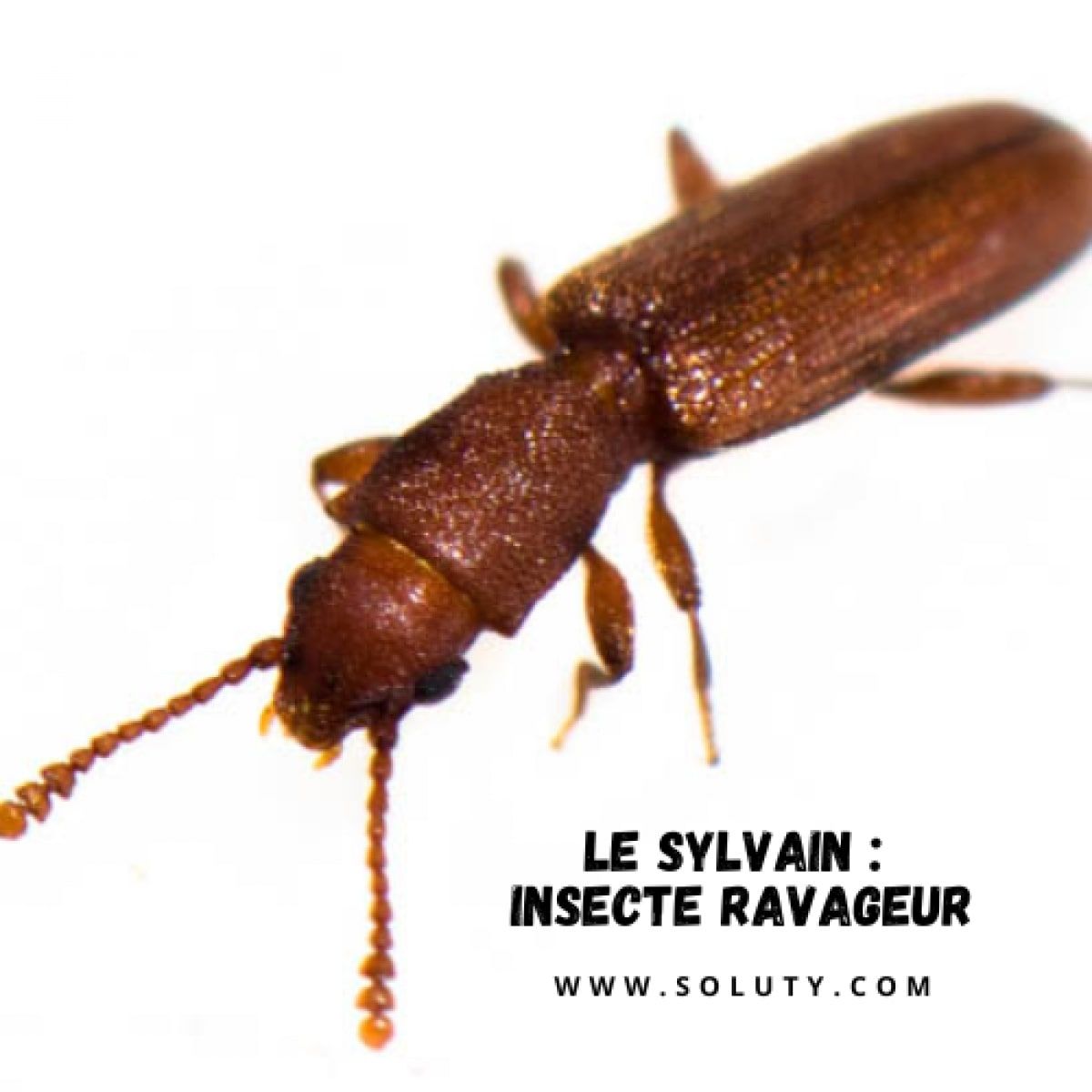 Le sylvain : connaître cet insecte et ses nuisances - SOLUTY