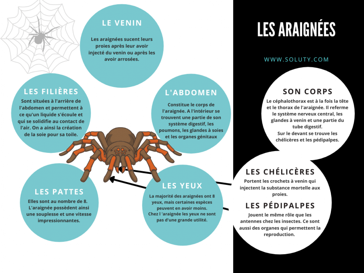 L’araignée : en savoir un peu plus sur cet animal - SOLUTY