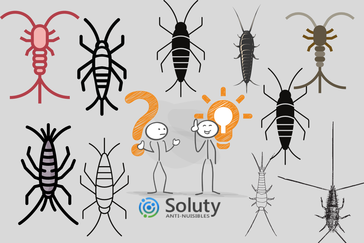 Lépisme : Identification et comportement de cet insecte argenté - SOLUTY