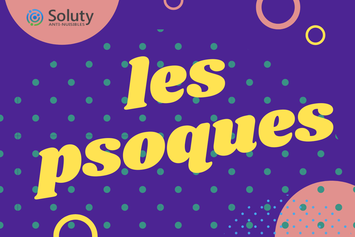 Comment se débarrasser des psoques ? Traitements et astuces - SOLUTY