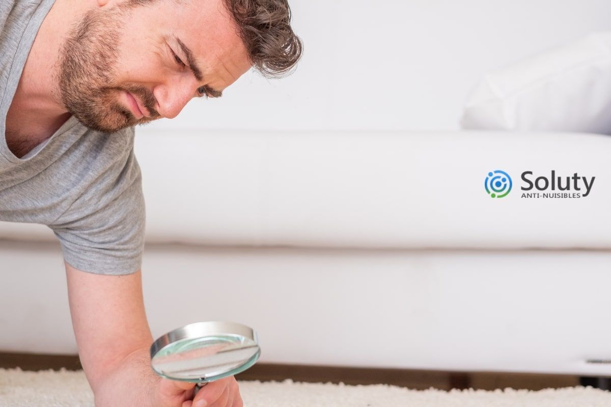 Découvrez les méthodes pour éliminer les acariens - SOLUTY
