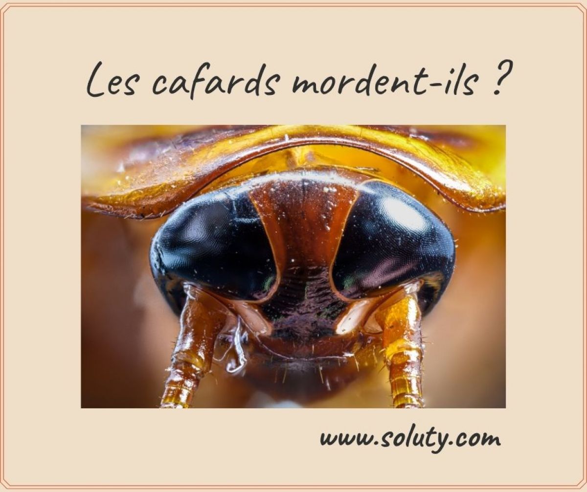Les cafards peuvent-ils mordre ou piquer ? Faits et mythes - SOLUTY